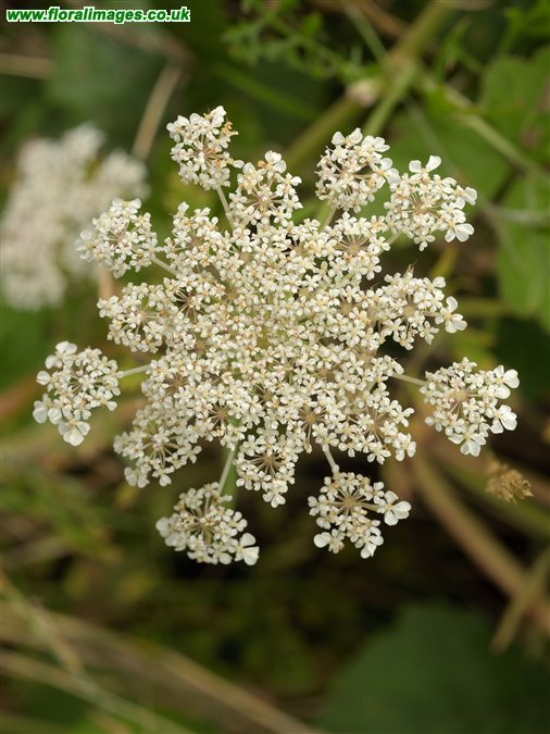 Daucus carota, picture 15 of 22