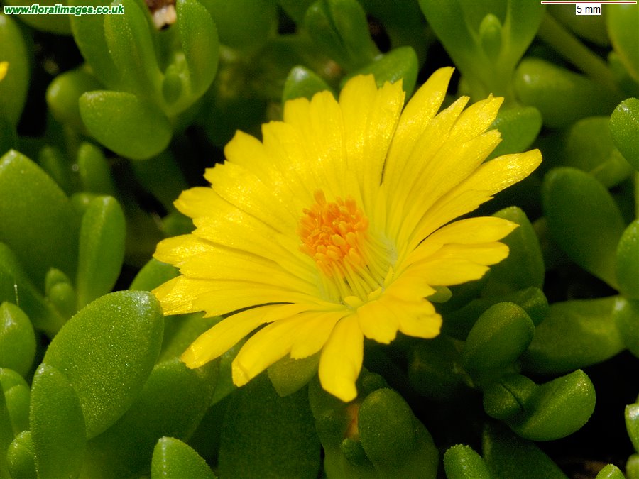 Delosperma nubigenum, picture 1 of 1