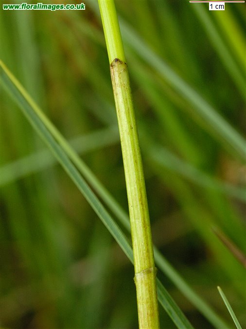 Eleocharis palustris, picture 7 of 7