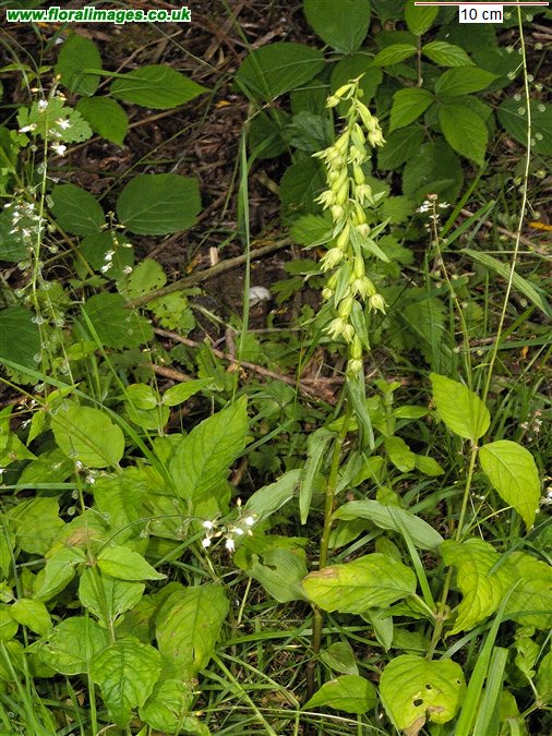Epipactis phyllanthes, picture 10 of 10