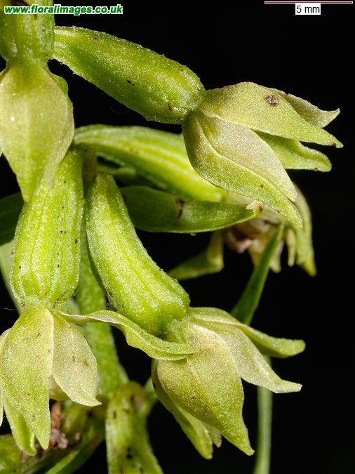Epipactis phyllanthes, picture 4 of 10