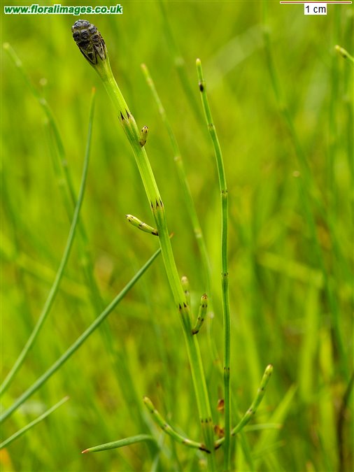 Equisetum palustre, picture 8 of 13