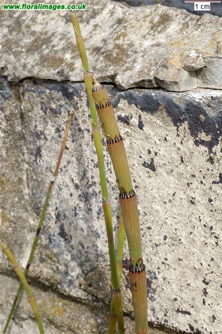 Equisetum ramosissimum, picture 9 of 10