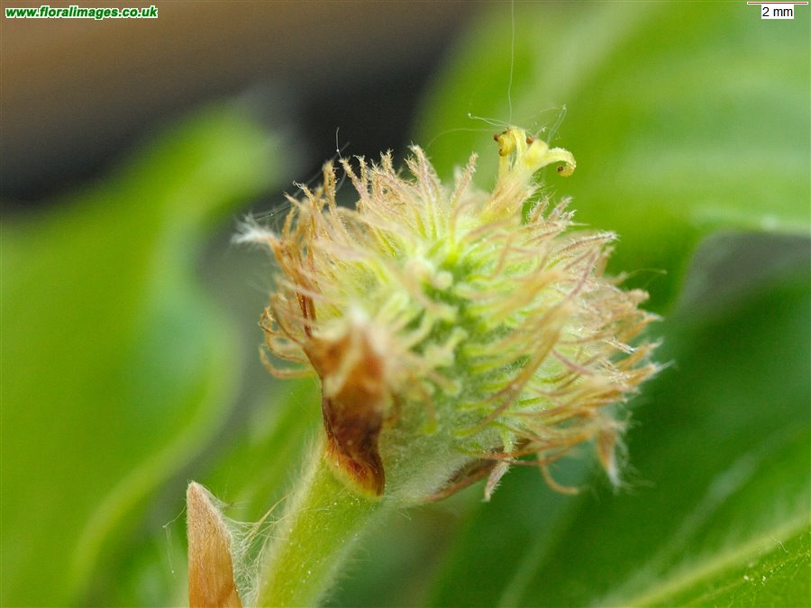 Fagus sylvatica, picture 8 of 16