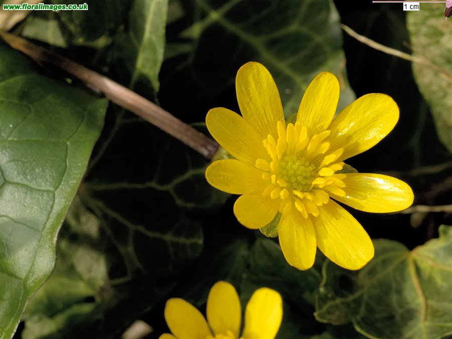 Ficaria verna, picture 16 of 26