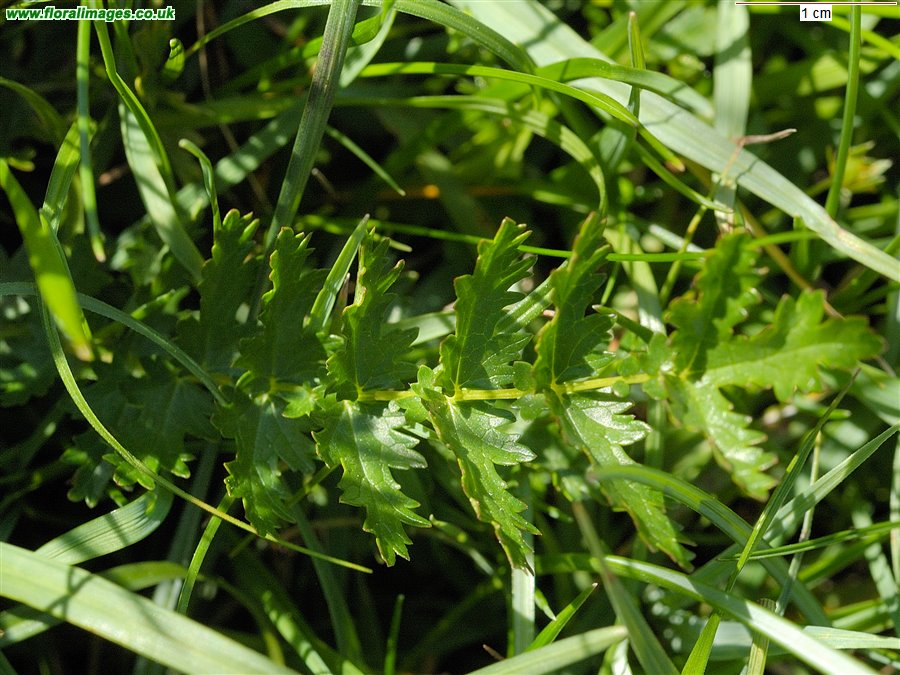 Filipendula vulgaris, picture 8 of 9