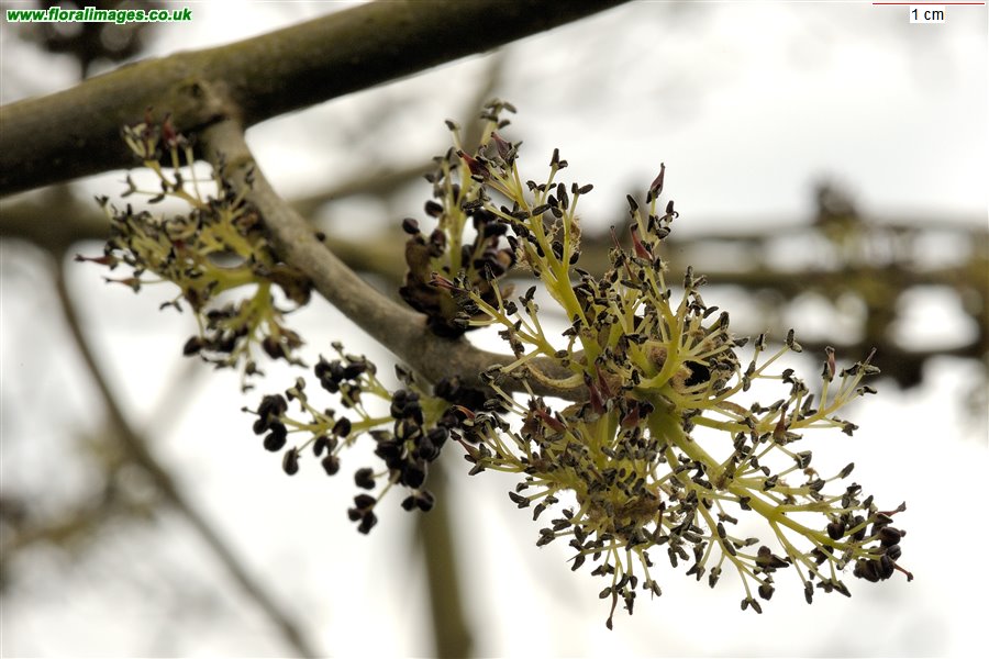 Fraxinus excelsior, picture 7 of 14