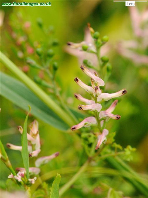 Fumaria bastardii, picture 4 of 5