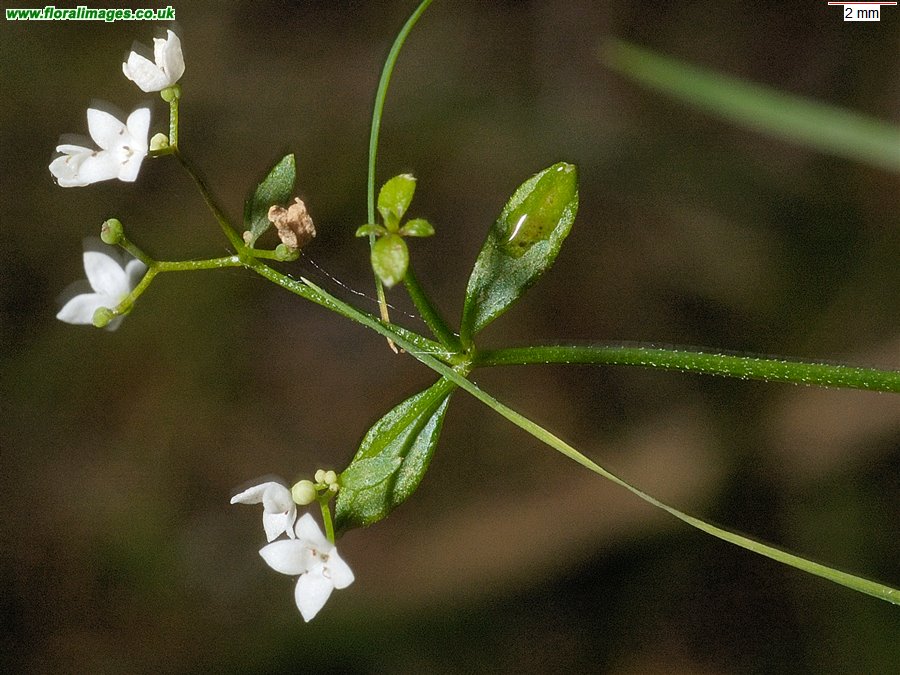 Galium palustre, picture 5 of 15