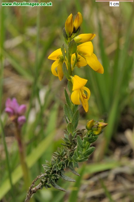 Genista anglica, picture 8 of 17