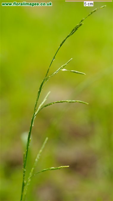 Glyceria fluitans, picture 3 of 5