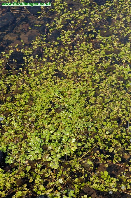 Helosciadium nodiflorum, picture 8 of 15