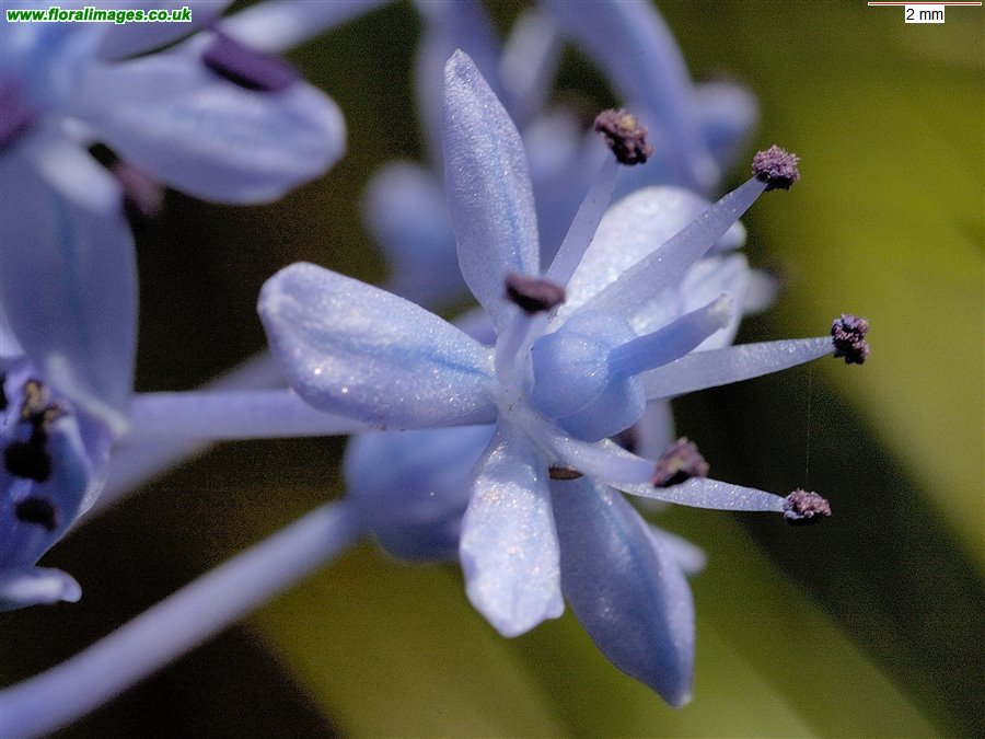 Hyacinthoides italica, picture 3 of 6
