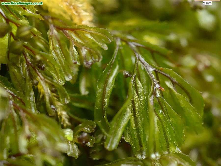 Hymenophyllum wilsonii, picture 9 of 49