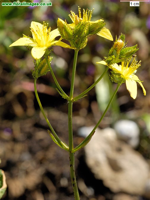 Hypericum montanum, picture 8 of 8