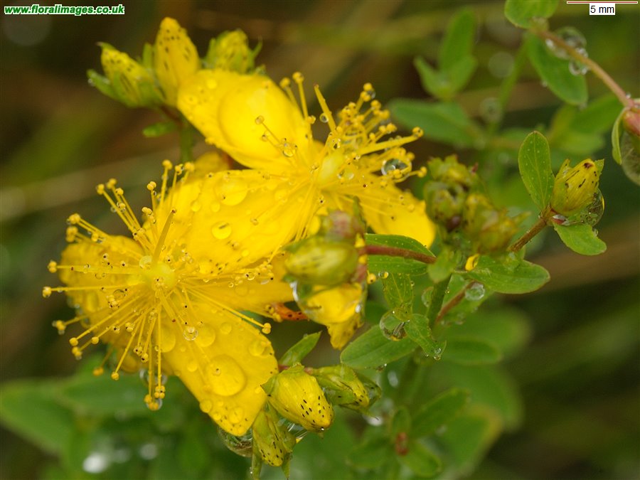 Hypericum perforatum, picture 6 of 15