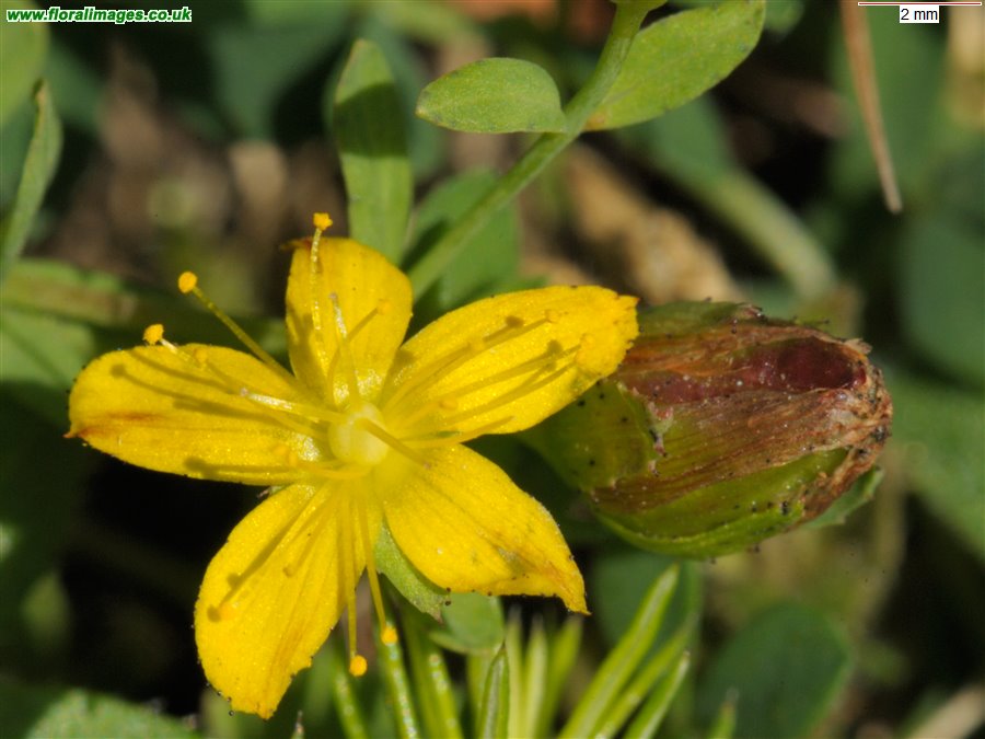 Hypericum x caesariense, picture 5 of 14