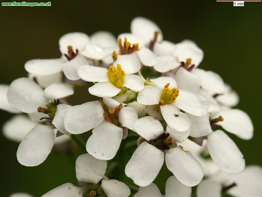 Iberis amara, picture 4 of 8