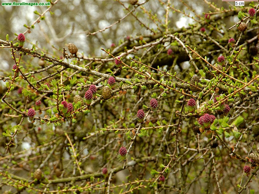 Larix decidua, picture 4 of 5