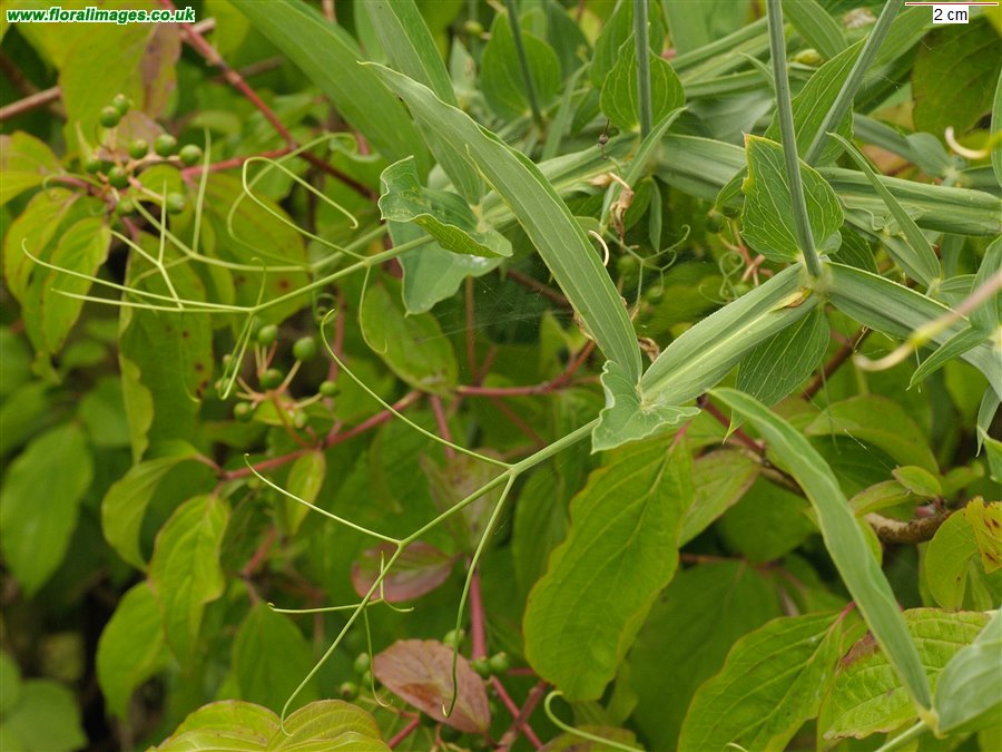 Lathyrus latifolius, picture 5 of 7