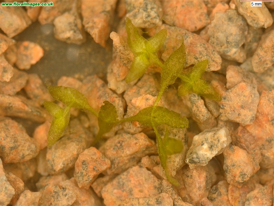 Lemna trisulca, picture 8 of 10