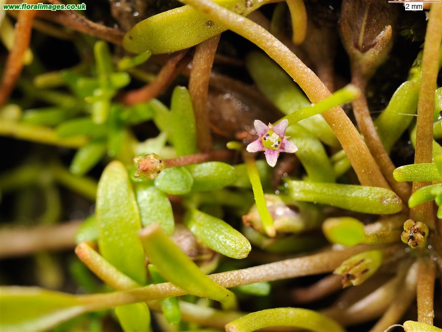 Limosella aquatica, picture 14 of 22