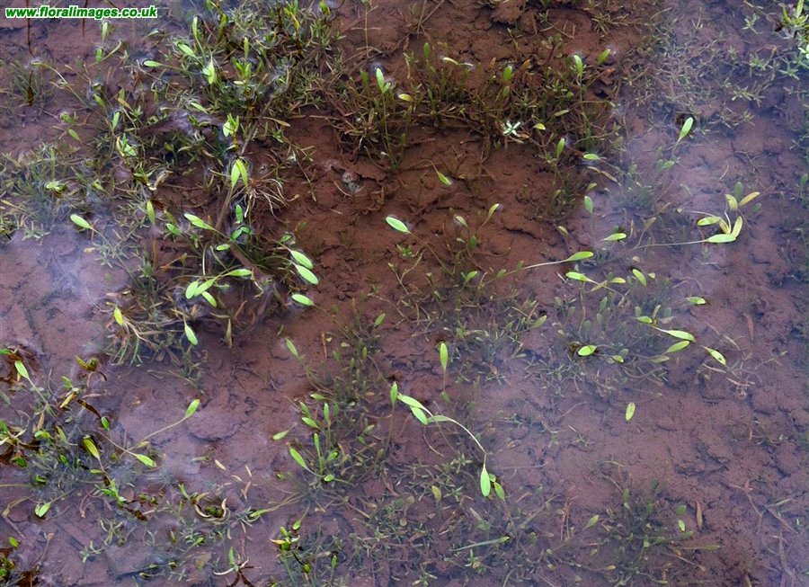Limosella aquatica, picture 19 of 22