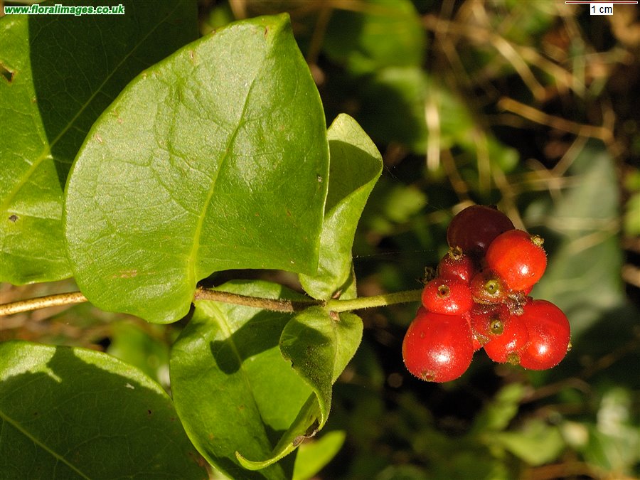 Lonicera periclymenum, picture 12 of 16