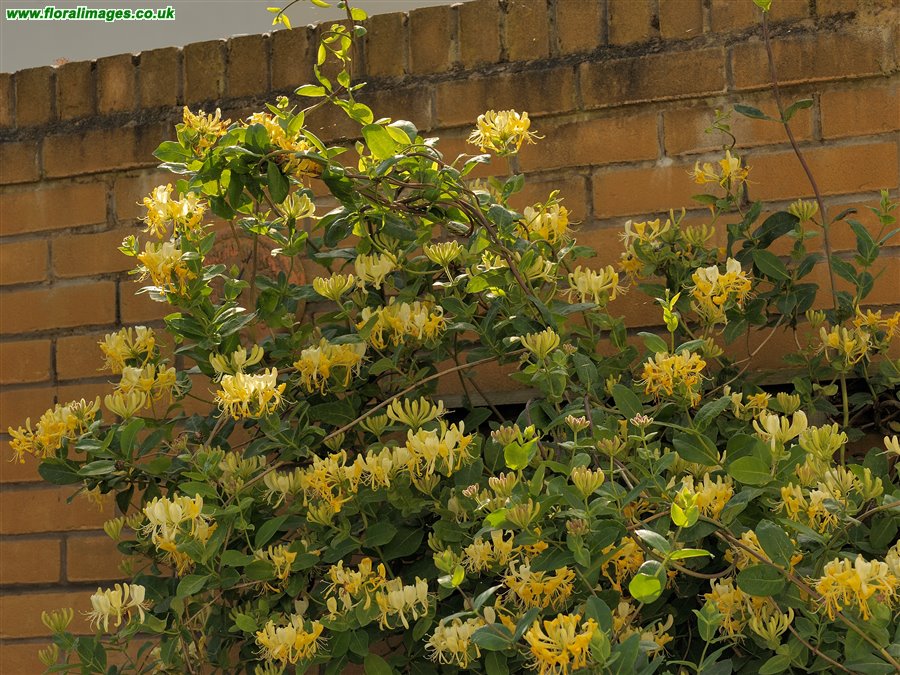 Lonicera periclymenum, picture 15 of 16