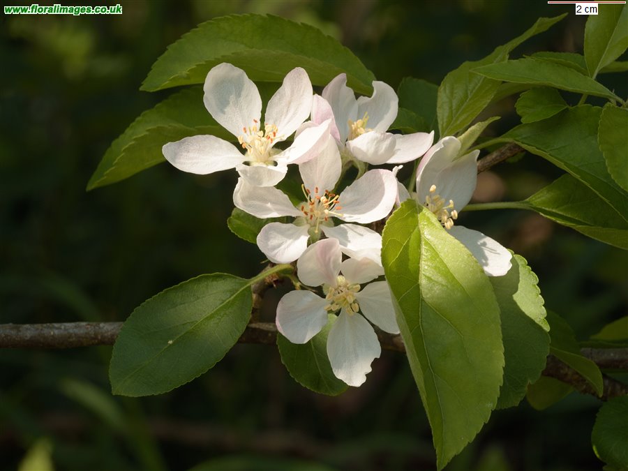 Malus domestica, picture 5 of 9