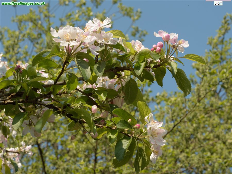 Malus domestica, picture 6 of 9