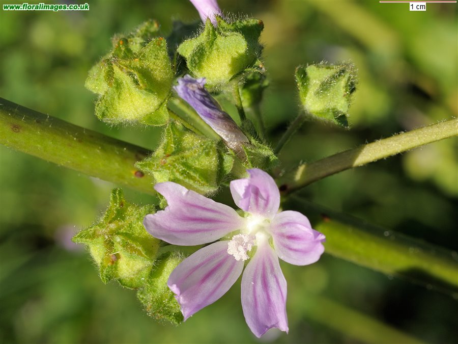 Malva multiflora, picture 2 of 4