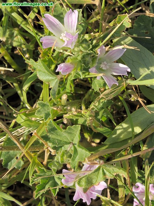 Malva multiflora, picture 3 of 4