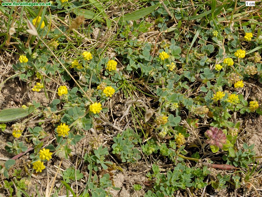 Medicago lupulina, picture 3 of 7