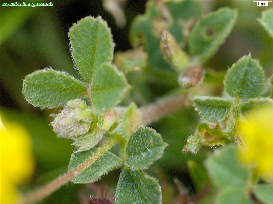 Medicago lupulina, picture 5 of 7