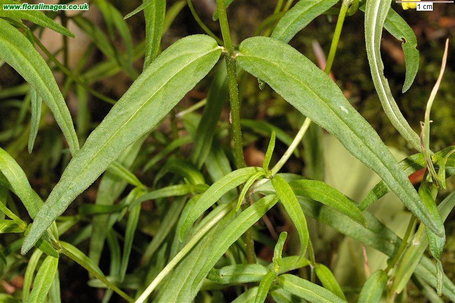 Melampyrum pratense, picture 15 of 19
