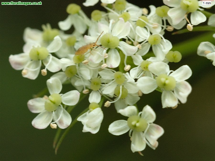 Meum athamanticum, picture 6 of 12