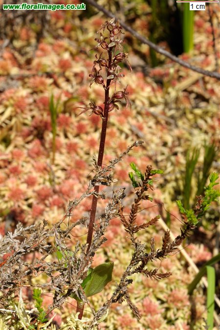 Neottia cordata, picture 11 of 17