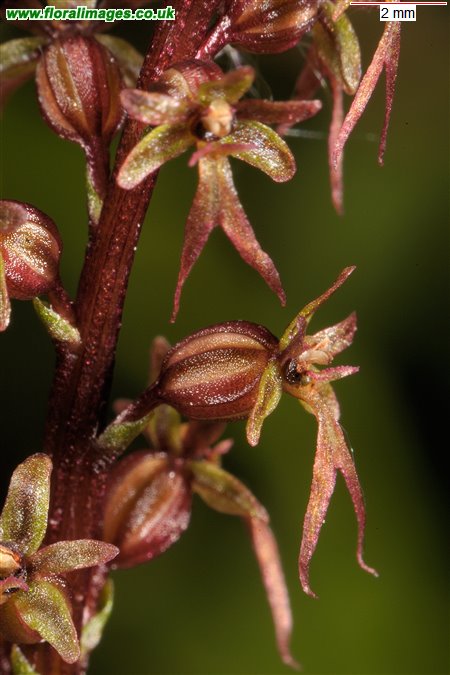 Neottia cordata, picture 8 of 17