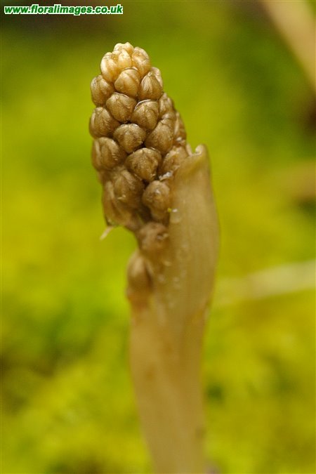 Neottia nidus-avis, picture 19 of 21