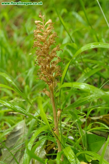 Neottia nidus-avis, picture 13 of 25