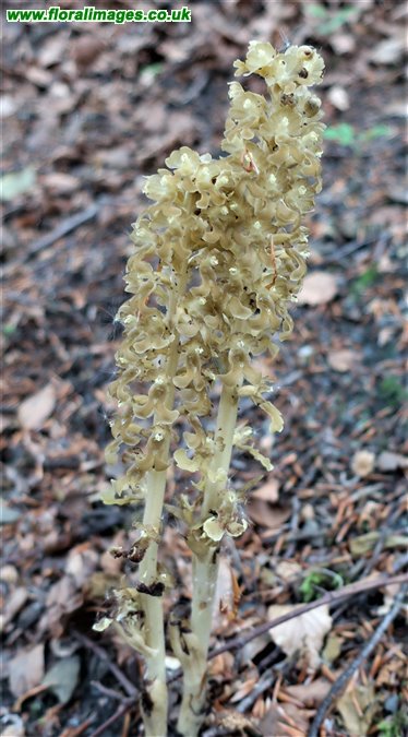 Neottia nidus-avis, picture 14 of 25
