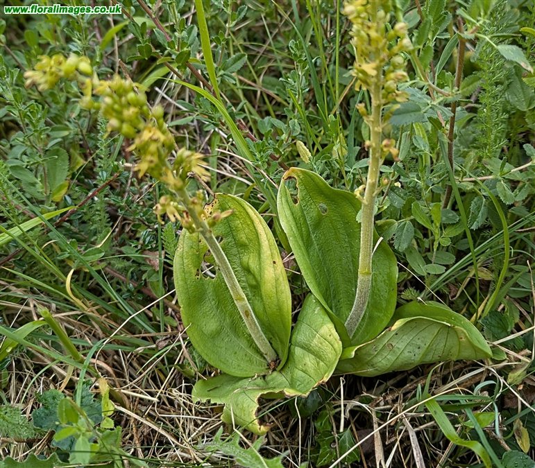 Neottia ovata, picture 10 of 15
