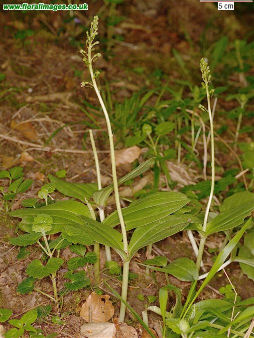 Neottia ovata, picture 9 of 10