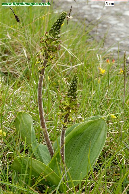Neottia ovata, picture 5 of 15