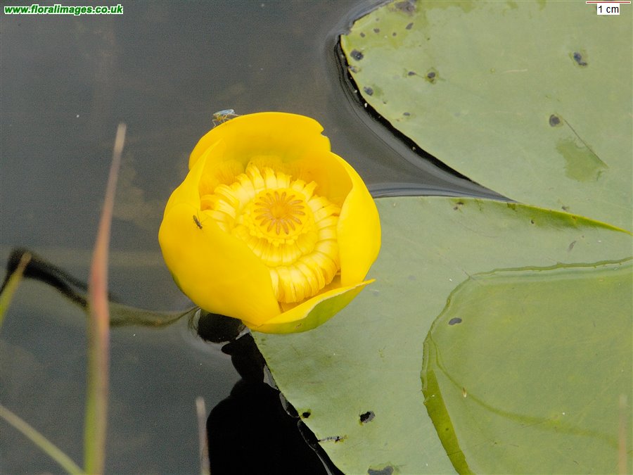 Nuphar lutea, picture 10 of 11