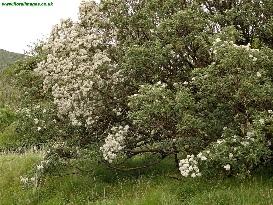 Olearia macrodonta, picture 2 of 10