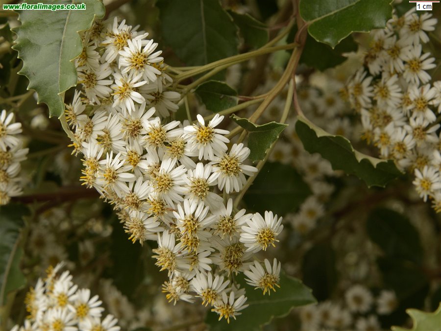 Olearia macrodonta, picture 5 of 10