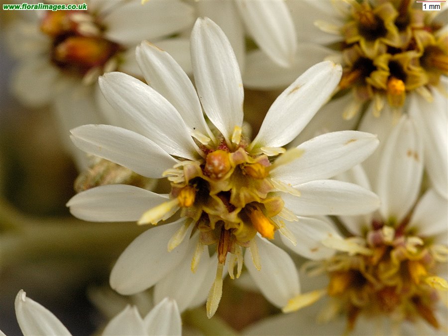 Olearia macrodonta, picture 6 of 10