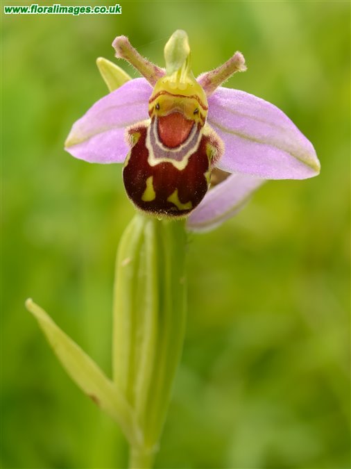 Ophrys apifera, picture 3 of 23